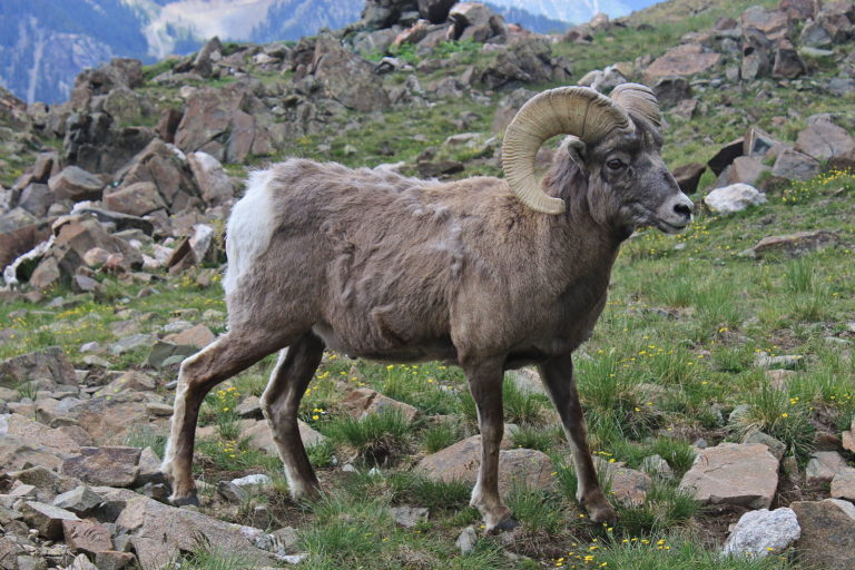 Bighorn Sheep - San Juan Citizens Alliance